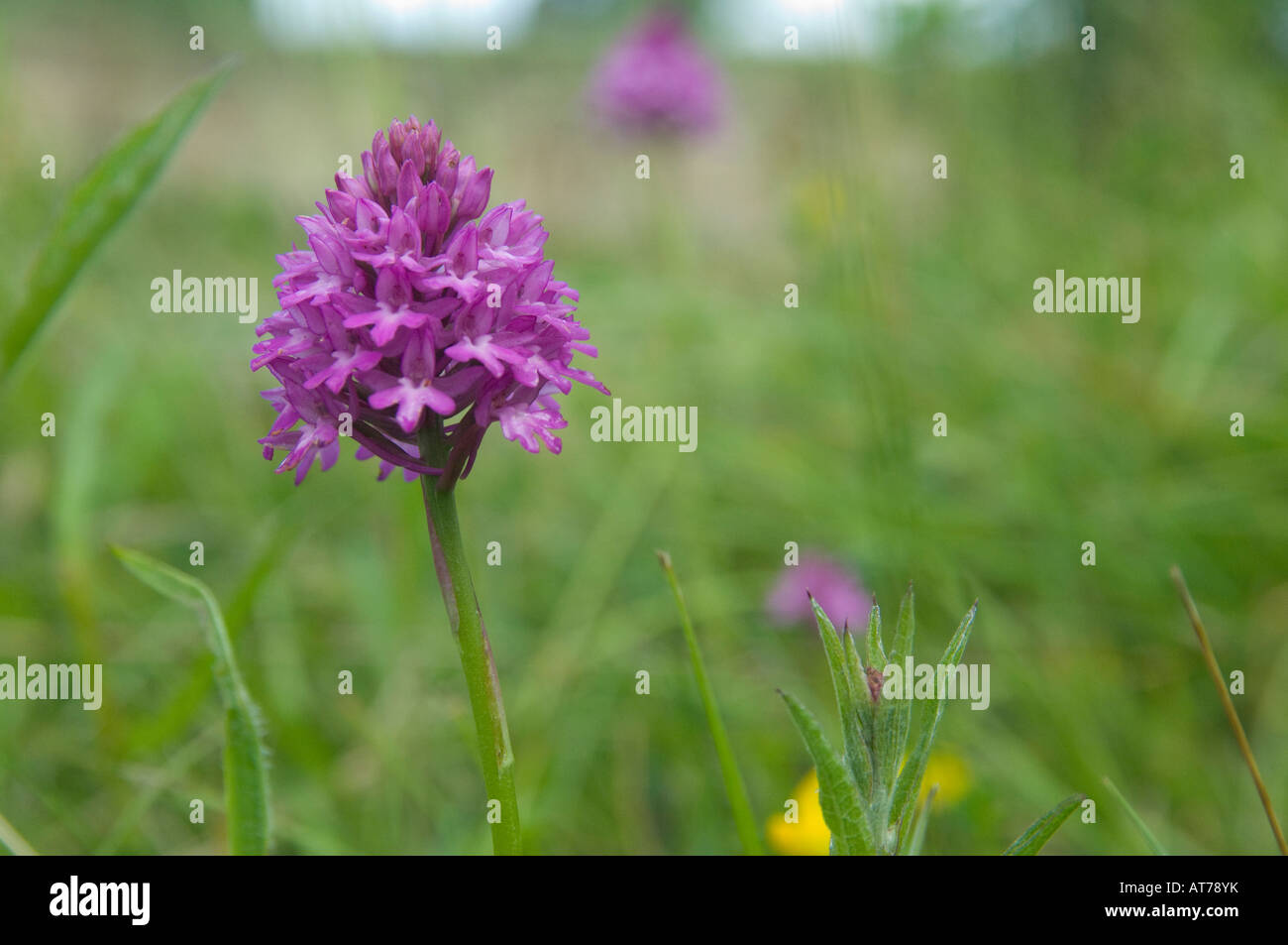 Flower pyramid flower pyramid hi-res stock photography and images - Alamy