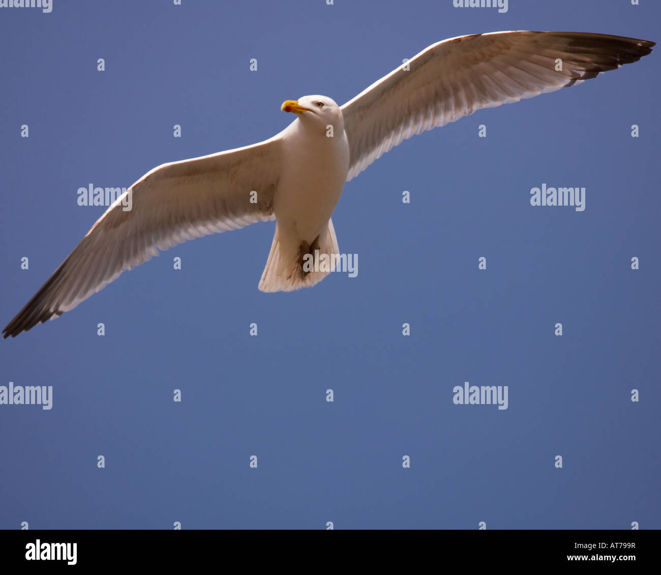 Gull in flight Stock Photo - Alamy