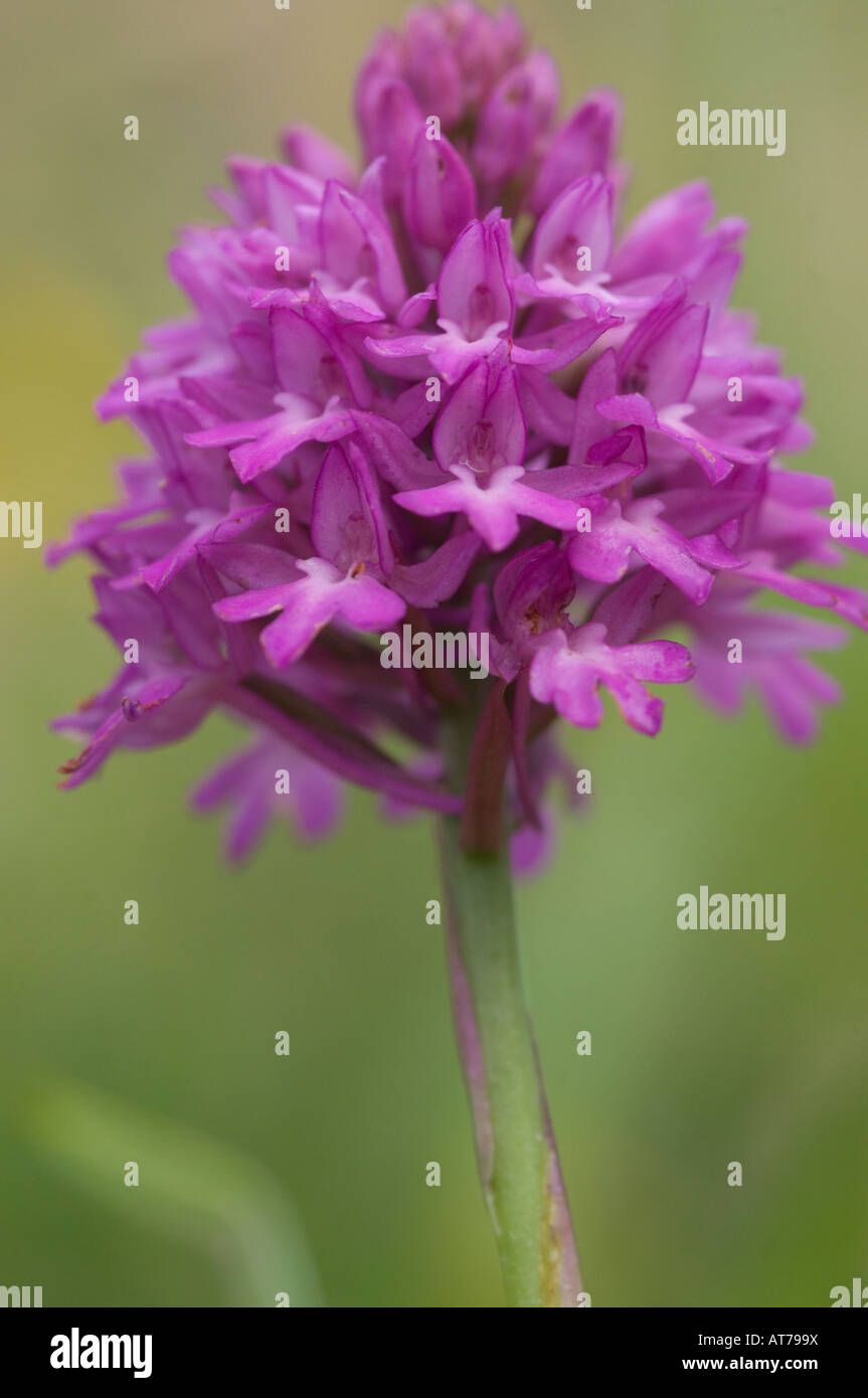 Flower Pyramid Flower Pyramid Flower Pyramid High Resolution Stock ...