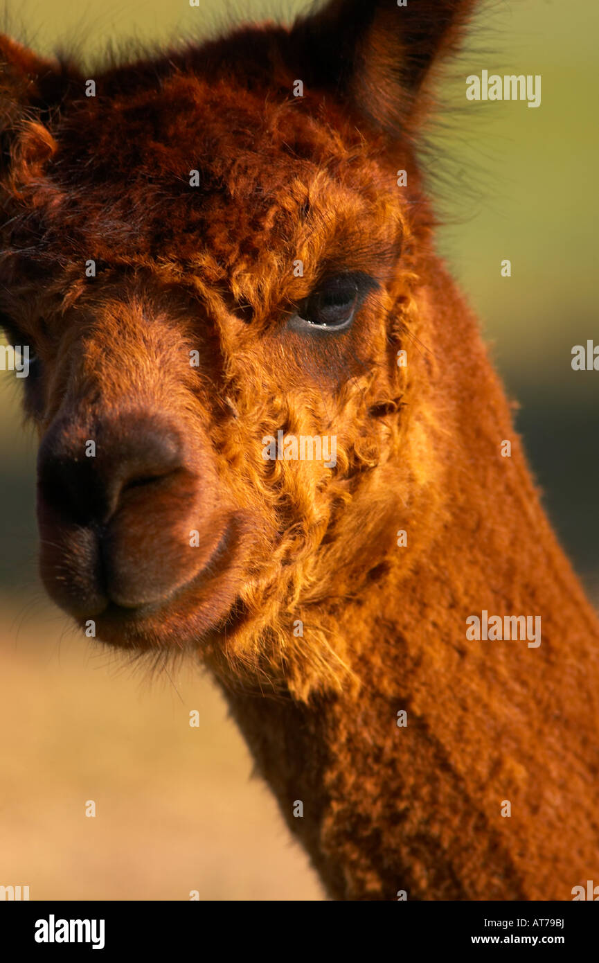 Llama face close up hi-res stock photography and images - Alamy