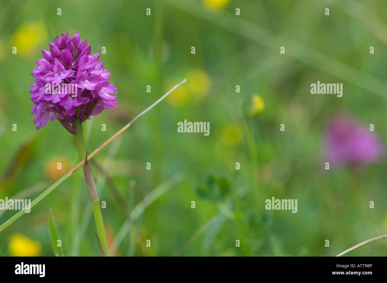 Purple pyramid orchids in meadow grass, UK Stock Photo - Alamy