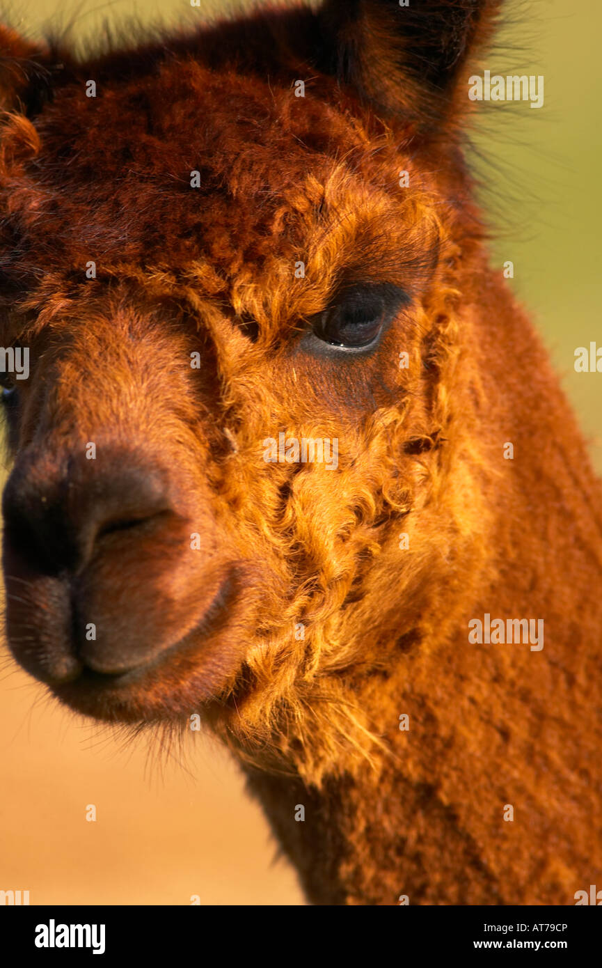 Close up of a llama Stock Photo - Alamy