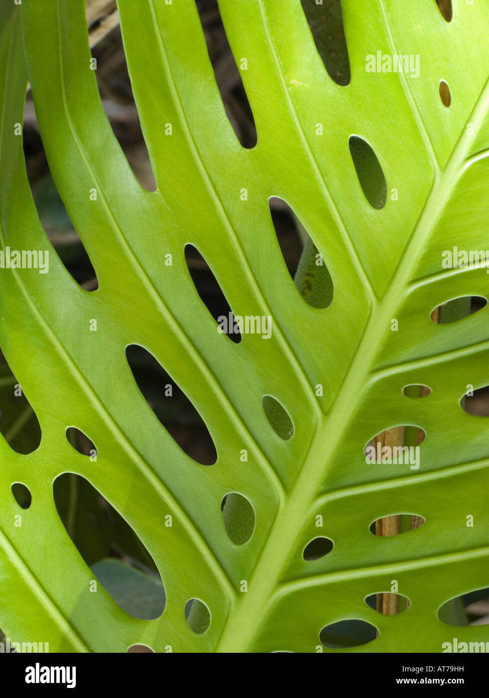 Costa Rica Cartago Lankester Botanical Gardens Monstera deliciosa vine ...