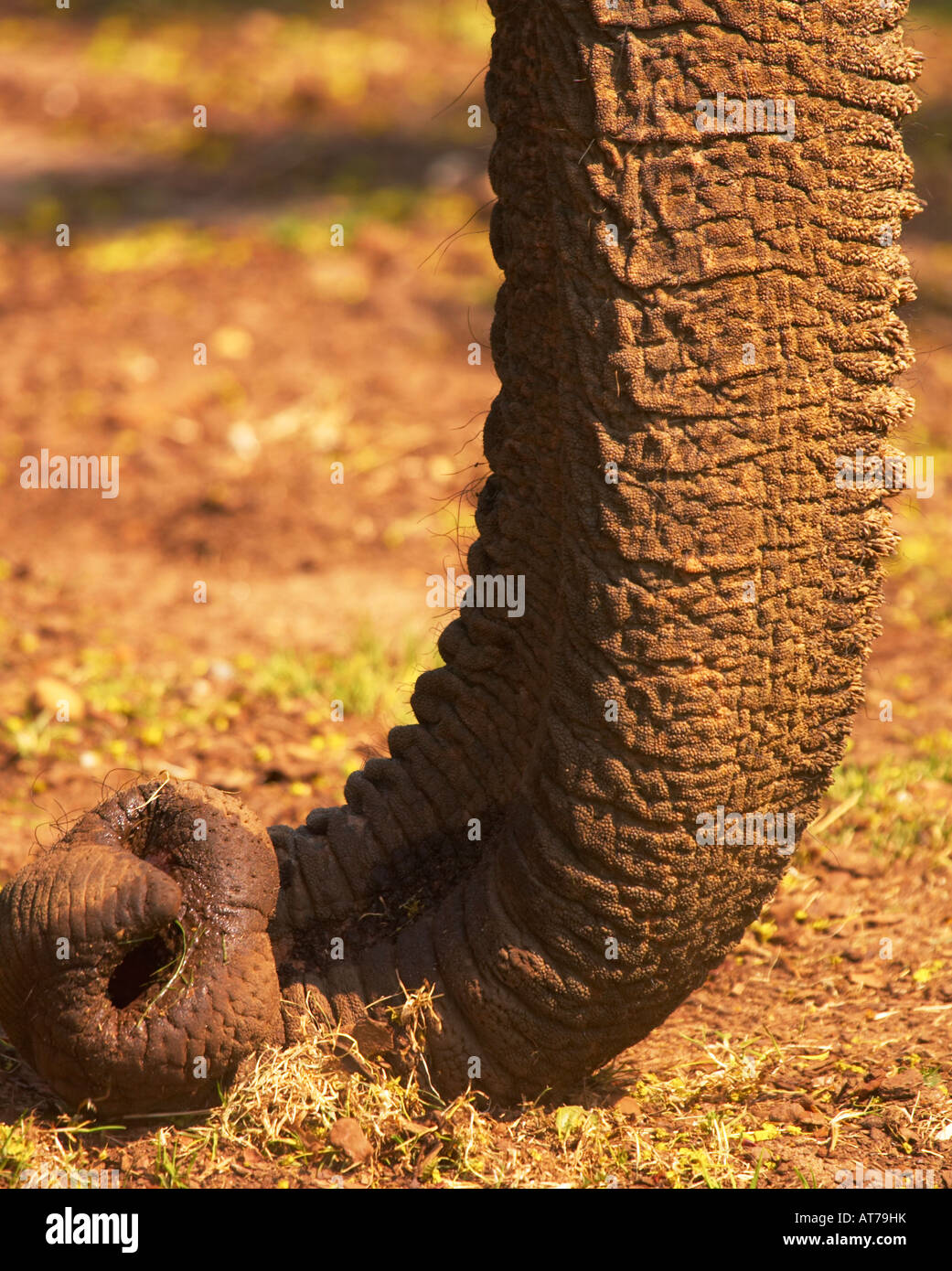 Asian part of africa hi-res stock photography and images - Alamy