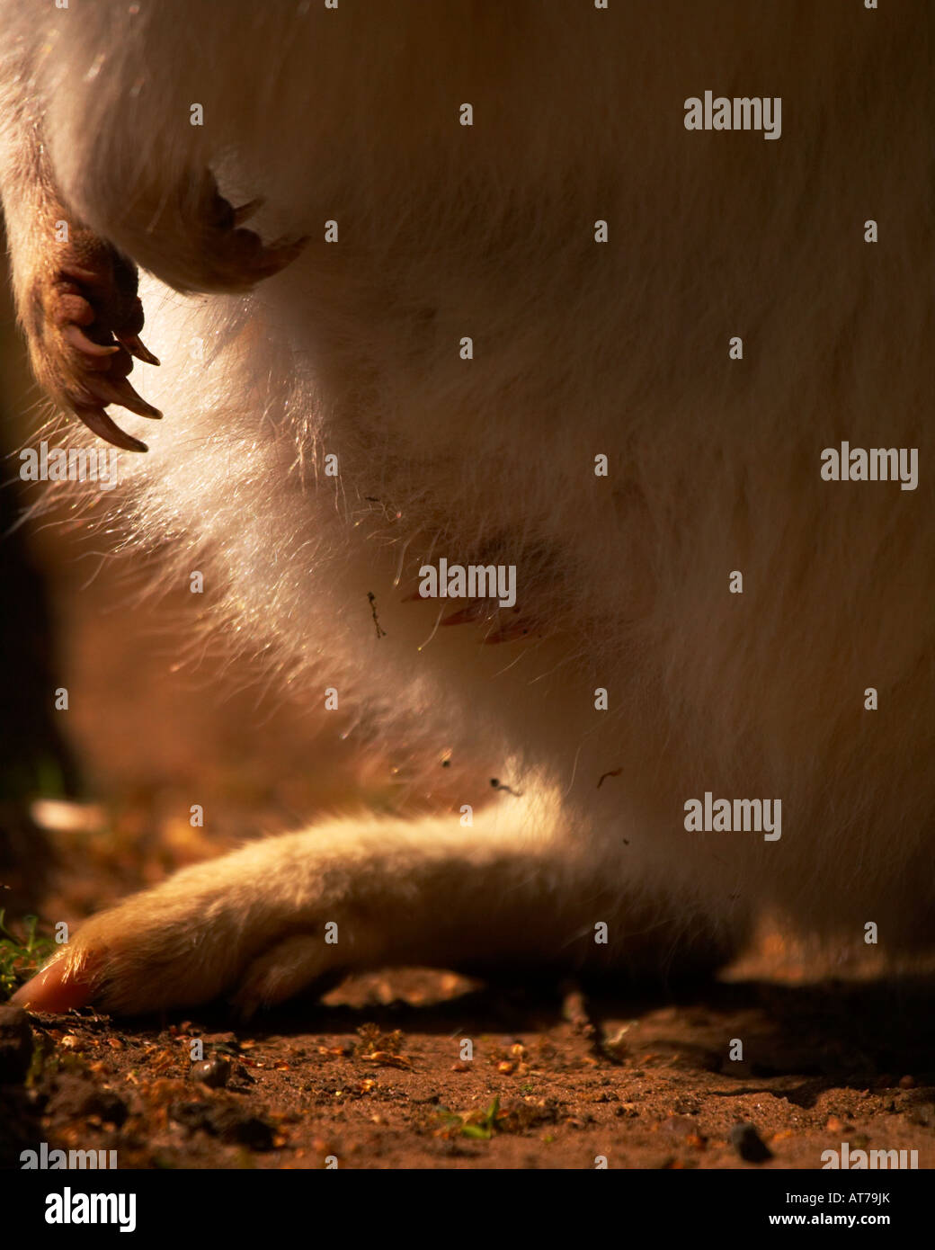 White wallaby hi-res stock photography and images - Alamy