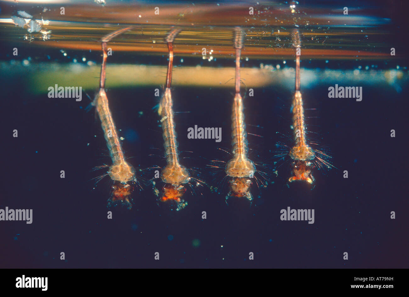 Common House Mosquitos, Culex pipiens. Larvae on water Stock Photo - Alamy