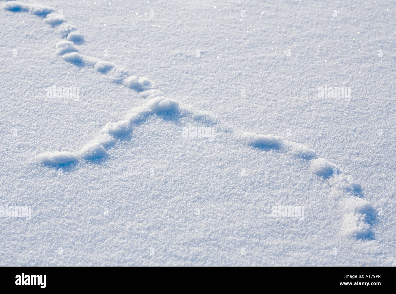 Meadow Vole Tracks