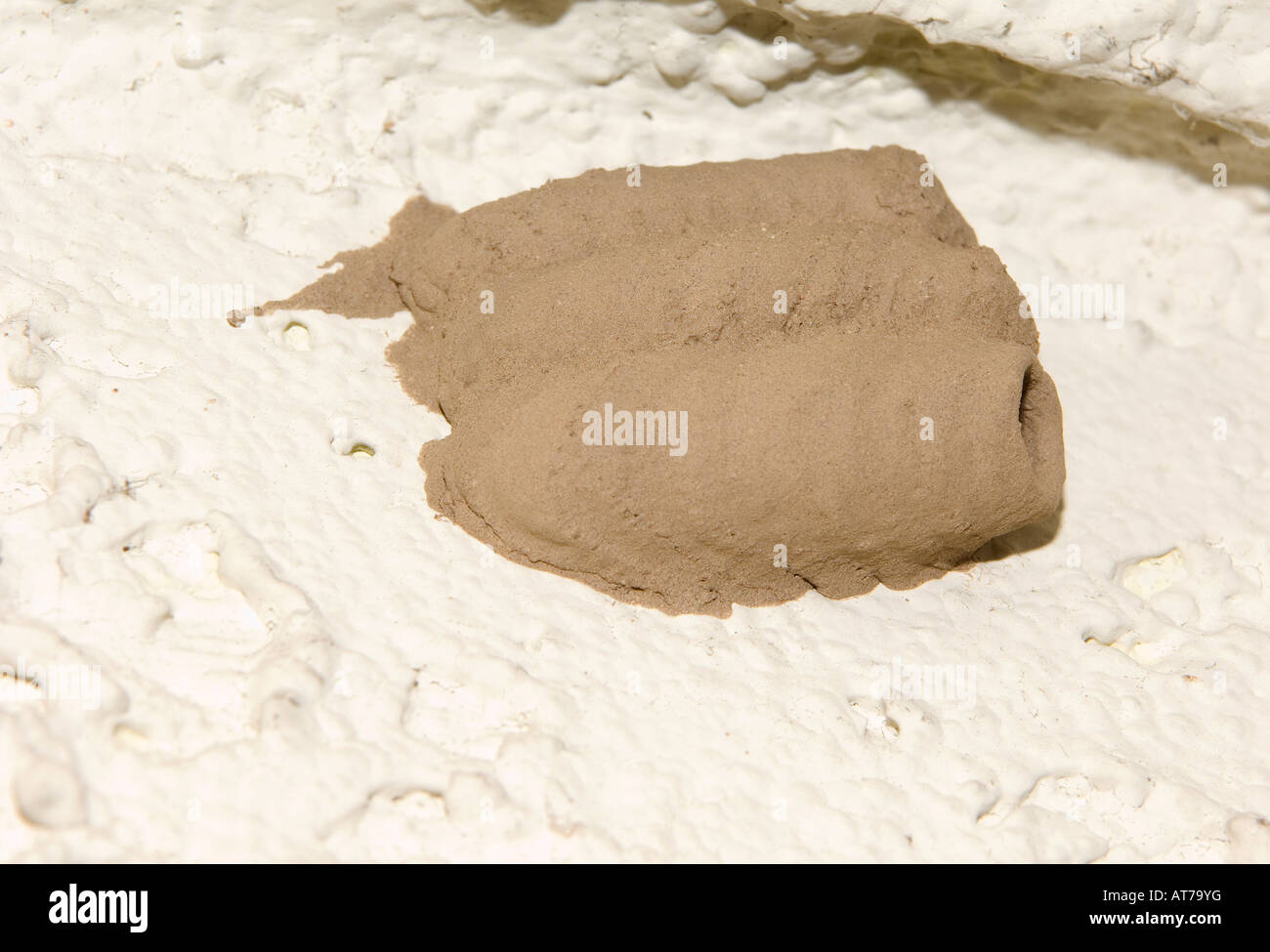 Wasp mud nest Stock Photo - Alamy