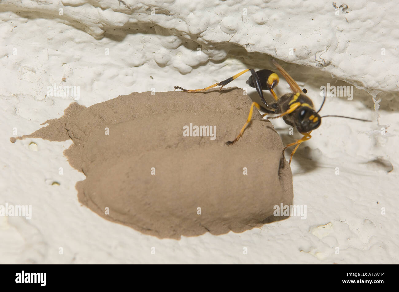 Wasp mud nest Stock Photo - Alamy Wasp mud nest Stock Photo - Alamy