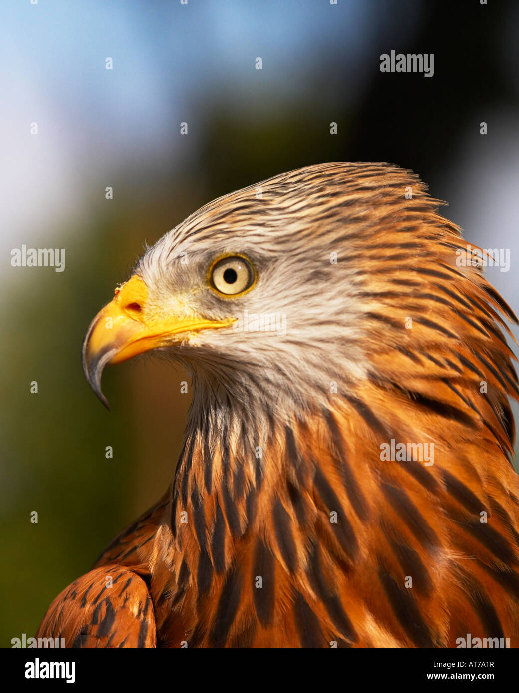 Red Kite portrait Stock Photo - Alamy