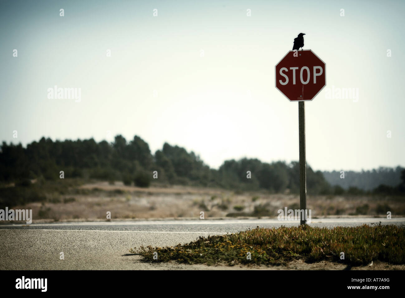 Crow on Stop Sign San Simeon State Park on the Pacific Coast Highway ...