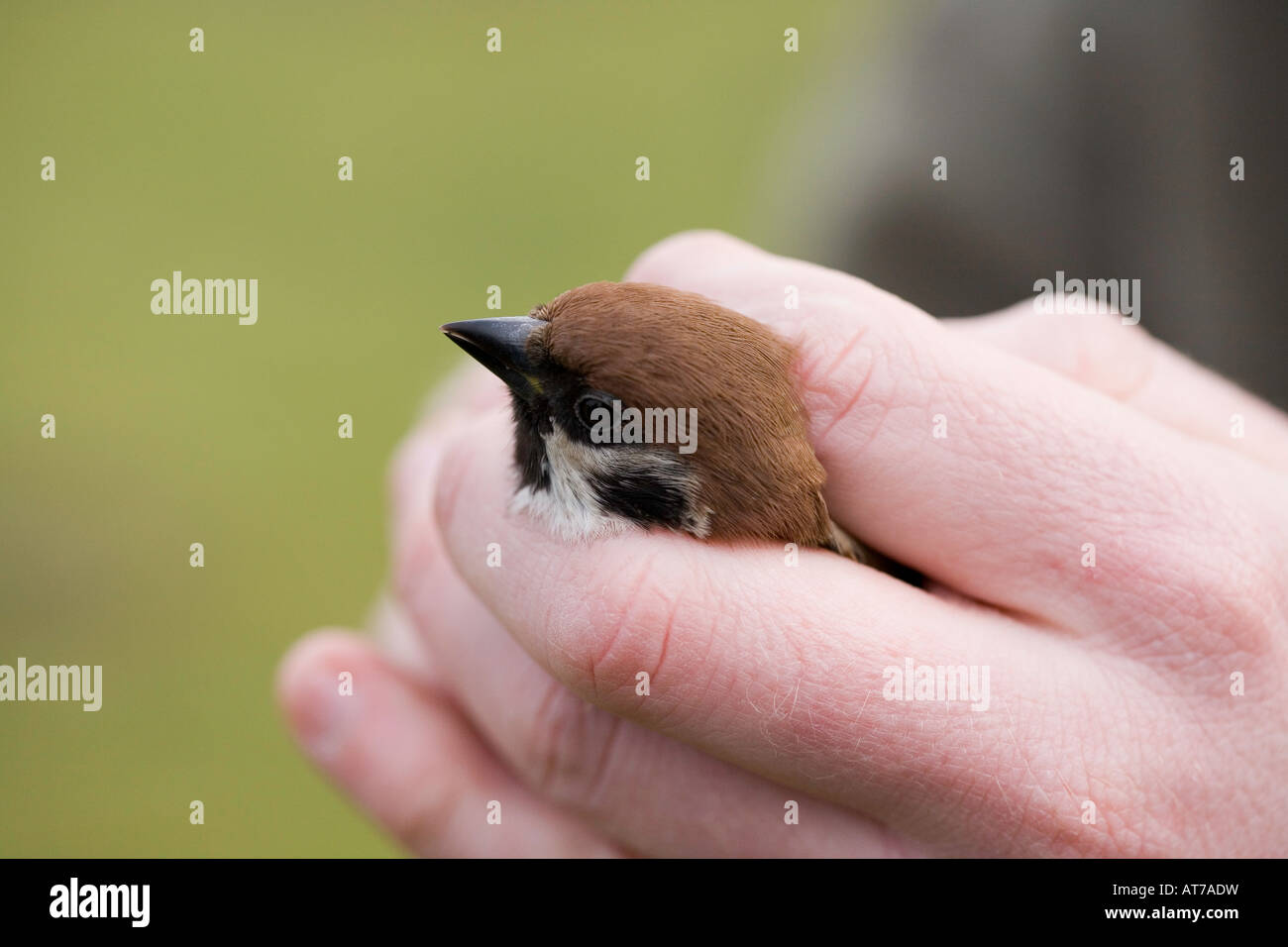 Bird in hand Stock Photo - Alamy