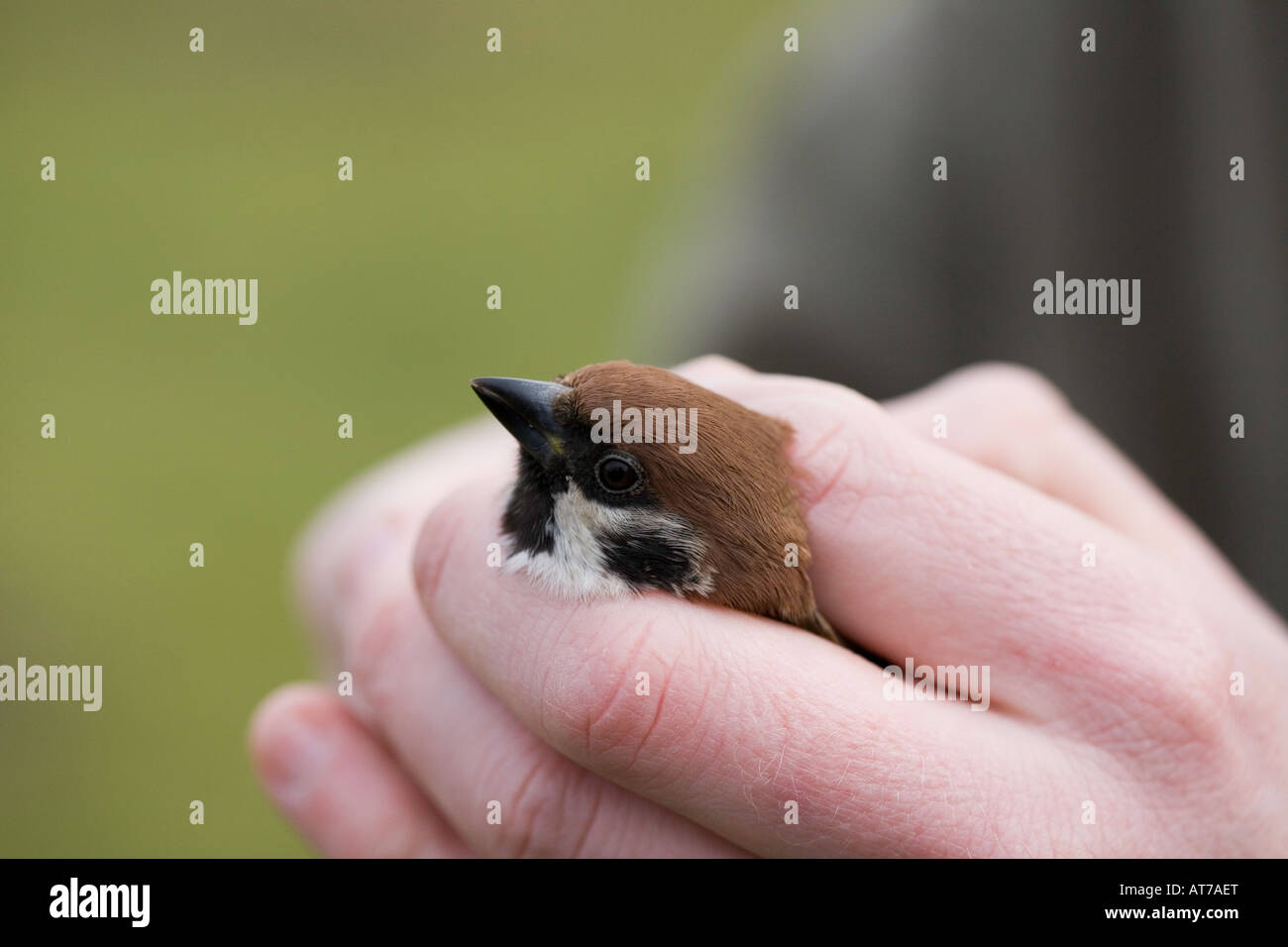 Bird in hand Stock Photo - Alamy