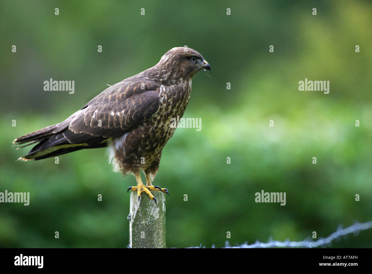 Wild buzzard ready to take flight from a fence post Stock Photo - Alamy