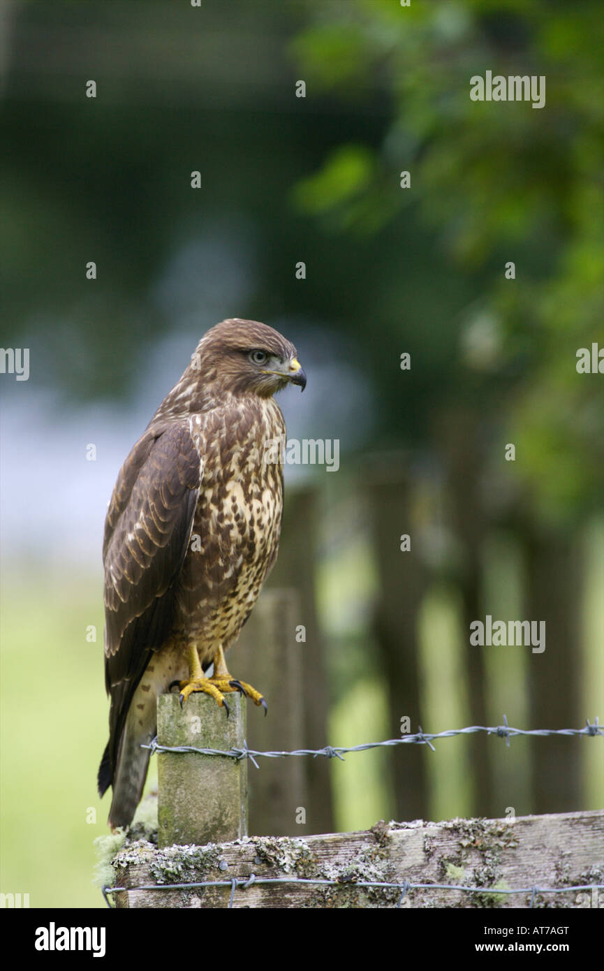 Wild buzzard on a fence post Stock Photo - Alamy