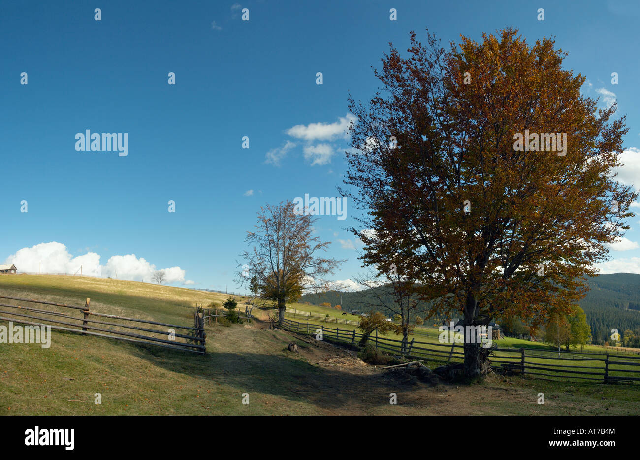 Autumn big beech tree near Carpathian country outskirts roud Ukraine ...