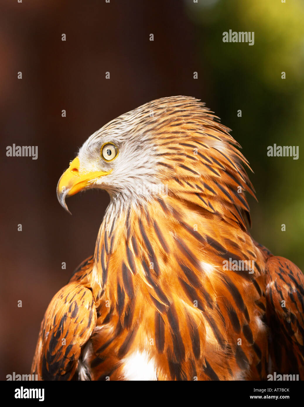 Red kite portrait Stock Photo - Alamy