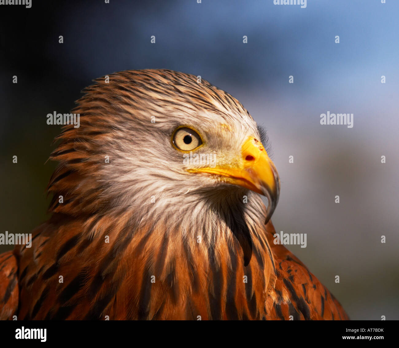 Red kite portrait Stock Photo - Alamy