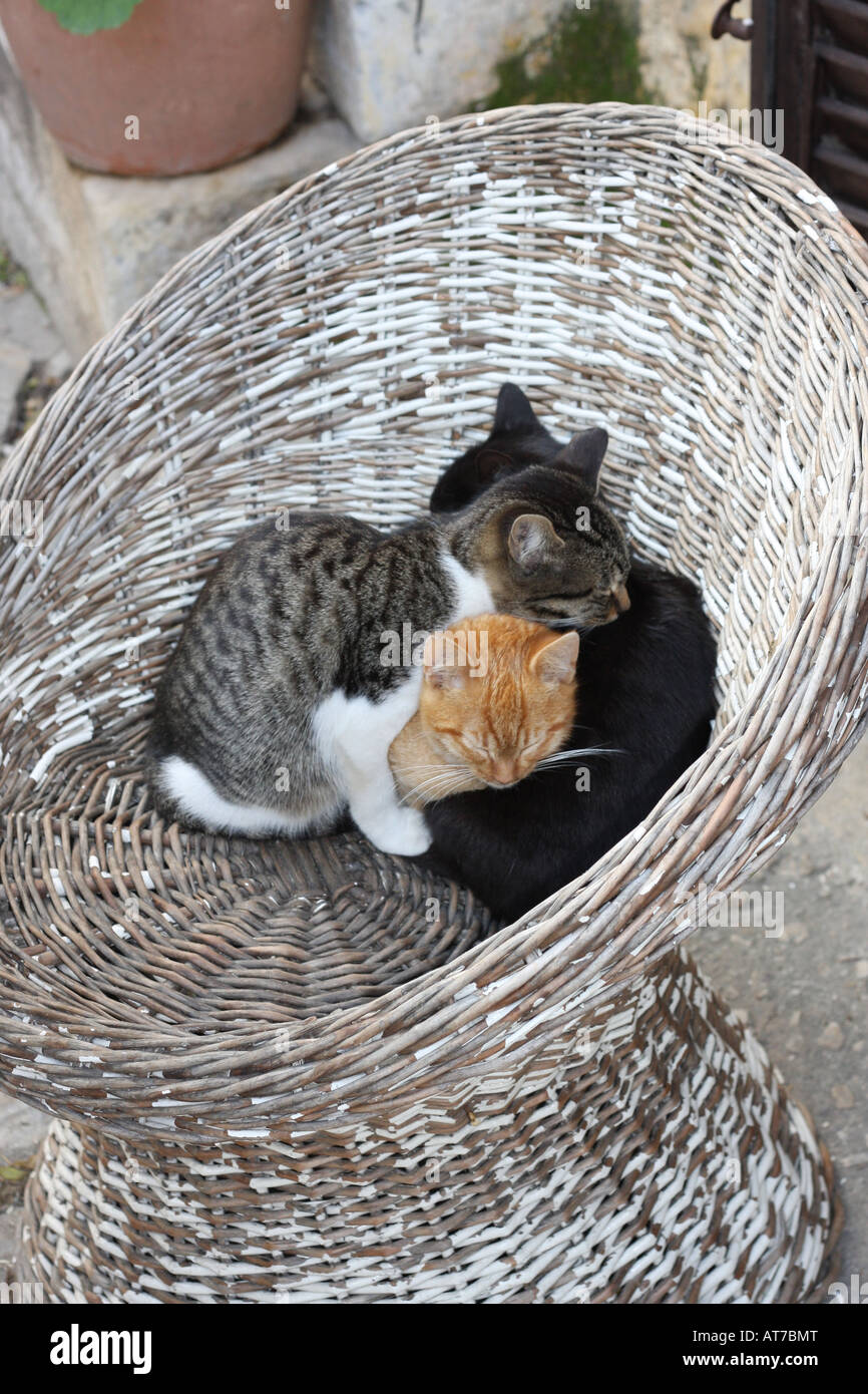Family cats asleep rest hi-res stock photography and images - Alamy