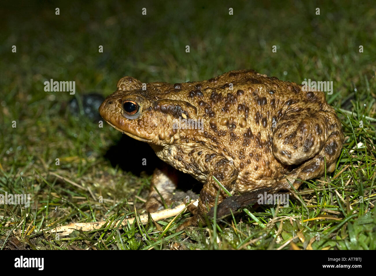 Toad spawn uk hi-res stock photography and images - Alamy