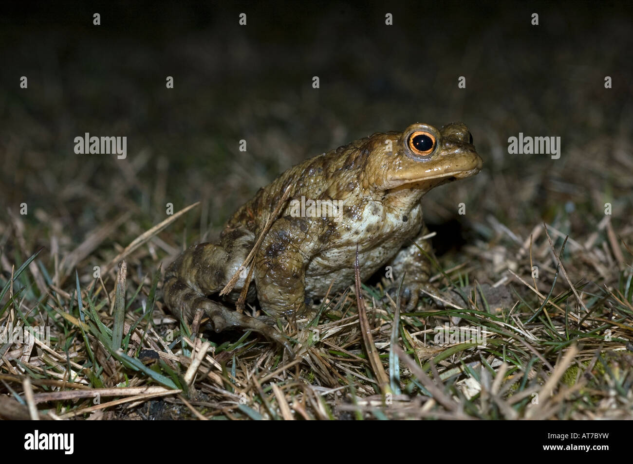 Toad spawn uk hi-res stock photography and images - Alamy