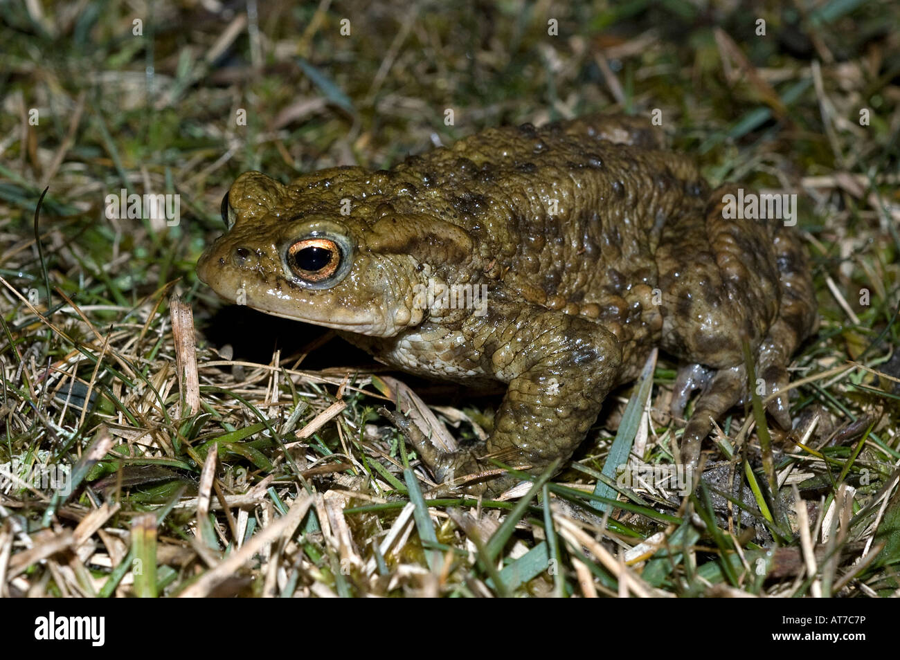 Toad spawn uk hi-res stock photography and images - Alamy