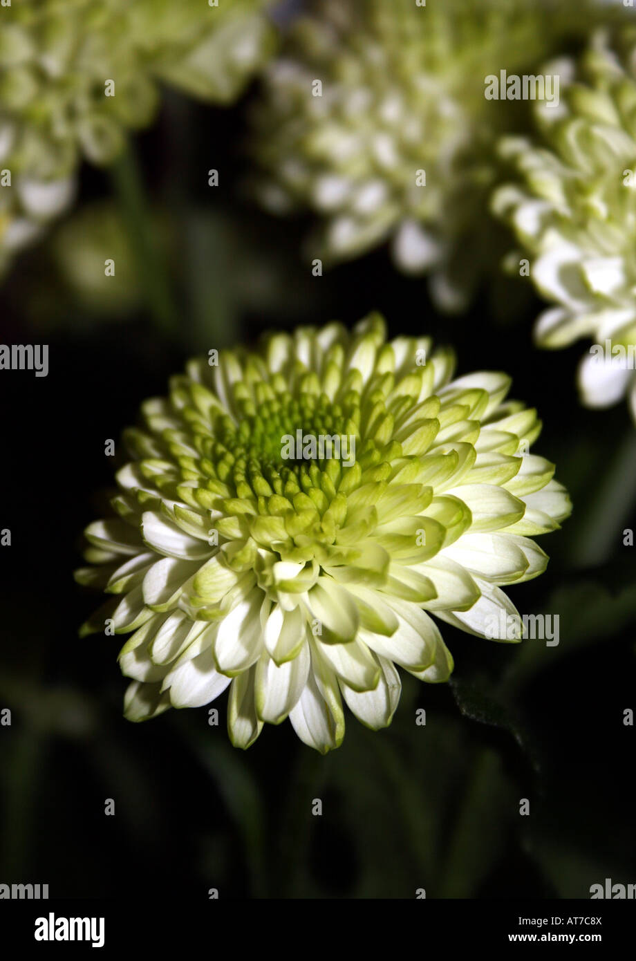 Green with envy hi-res stock photography and images - Alamy