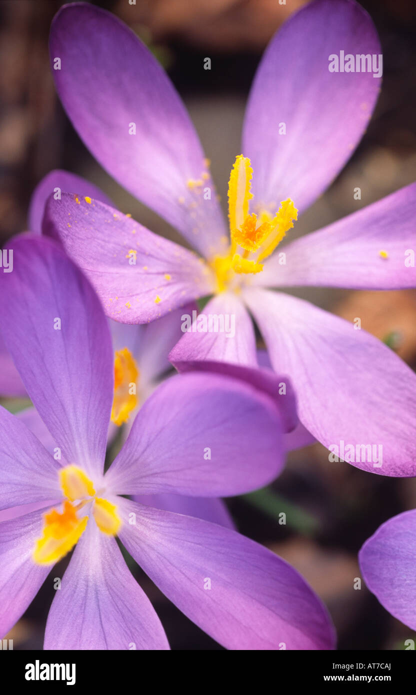 Flowering Corm High Resolution Stock Photography and Images - Alamy