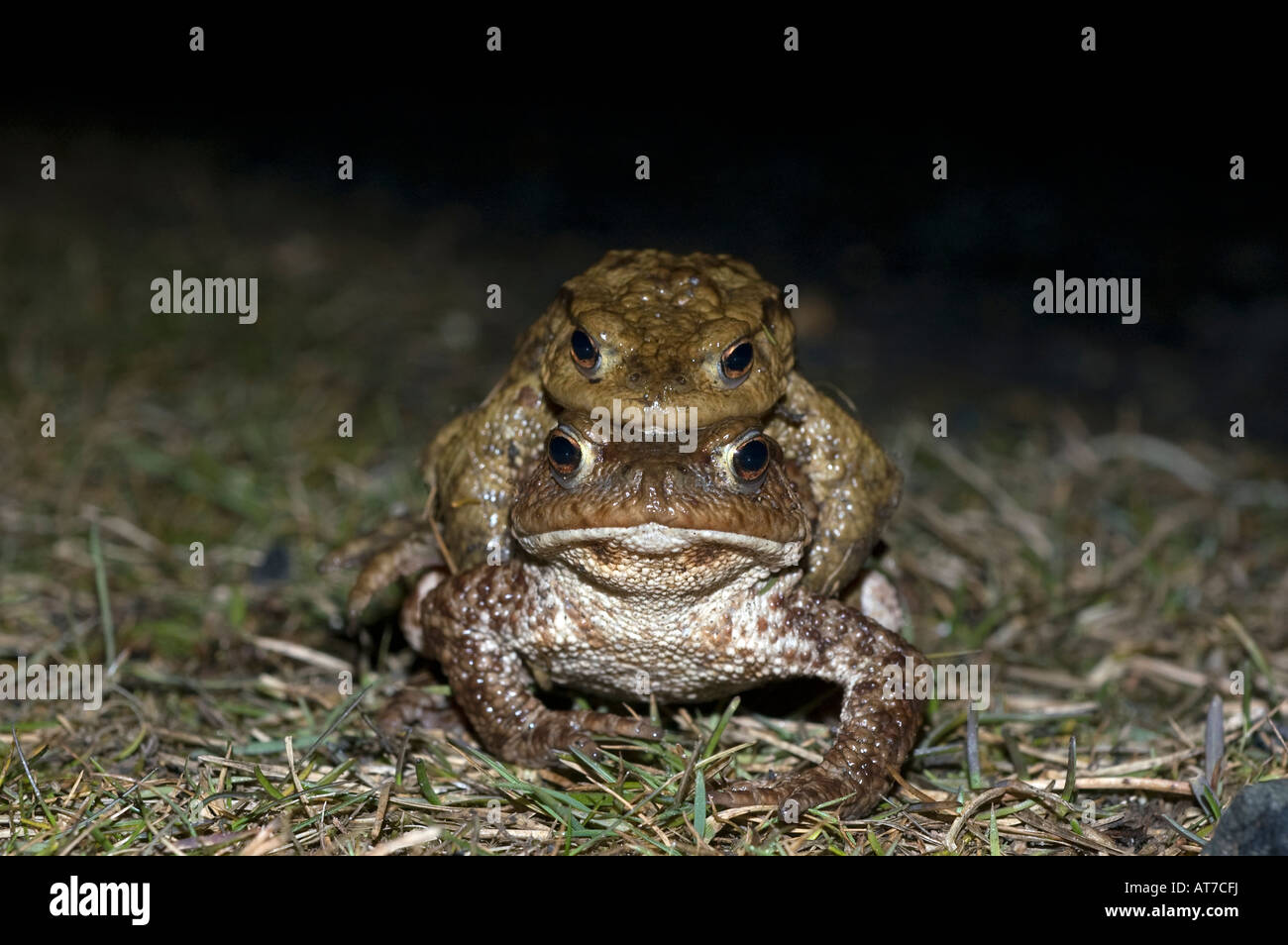 Toad amplexus spawn uk hi-res stock photography and images - Alamy