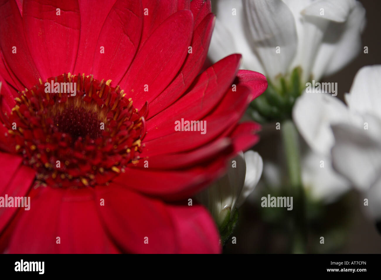 "A red aster flower in a bouquet Stock Photo - Alamy