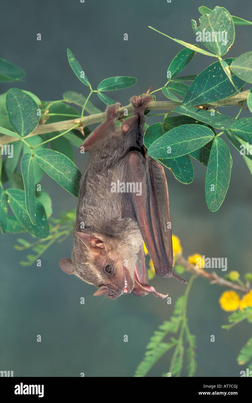 Hairy Fruit eating Bat Artibeus hirsutus Alamos Sonora Mexico January ...