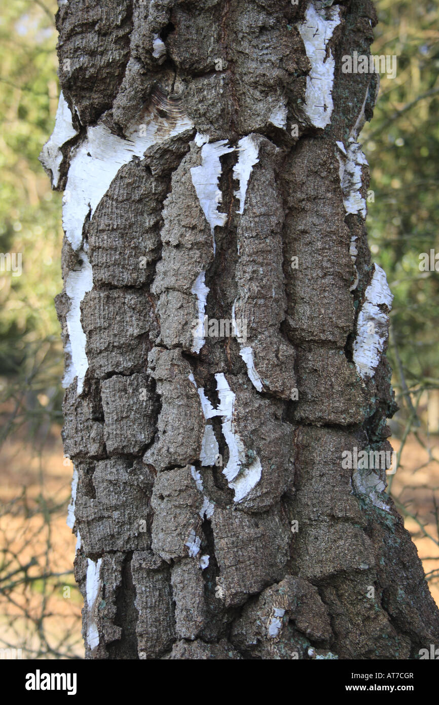 Silver birch tree bark hi-res stock photography and images - Alamy