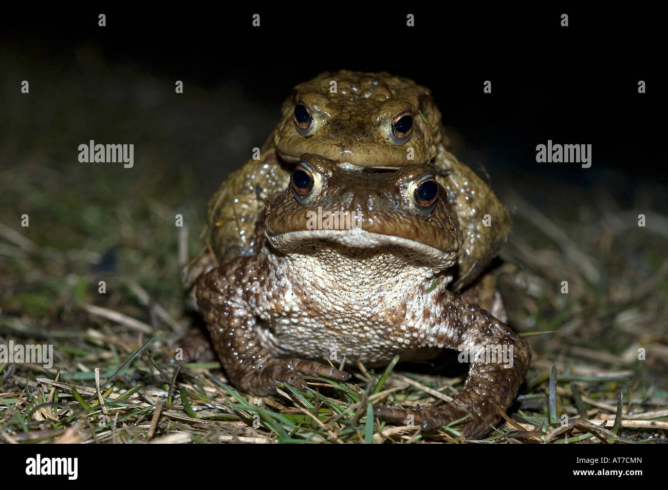 Common Toad on it s way to mate and spawn Stock Photo - Alamy