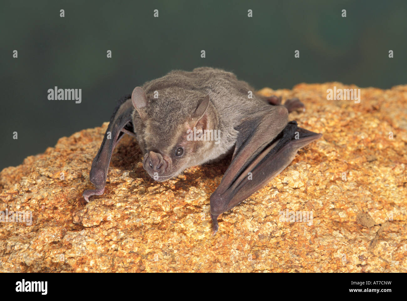 Artibeus phyllostomidae hi-res stock photography and images - Alamy