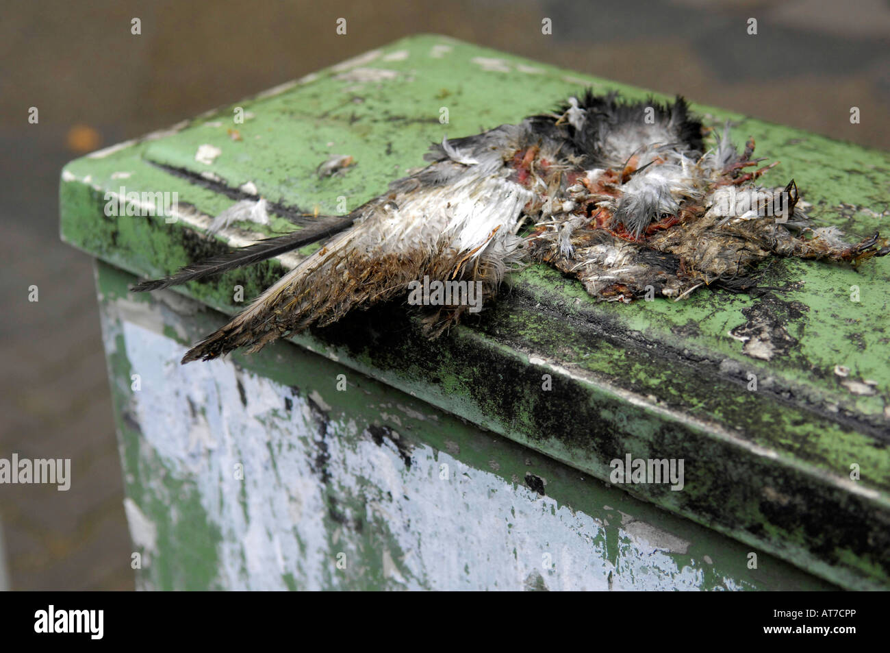 dead pigeon ku-dam kurfurstendamm berlin grotesque health risk ...