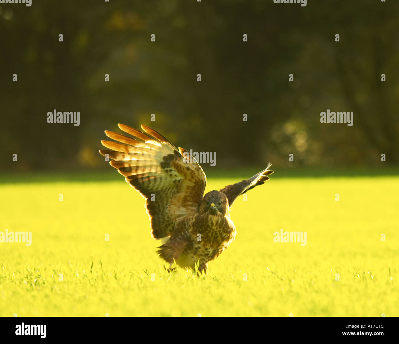 Buzzard in field Stock Photo - Alamy