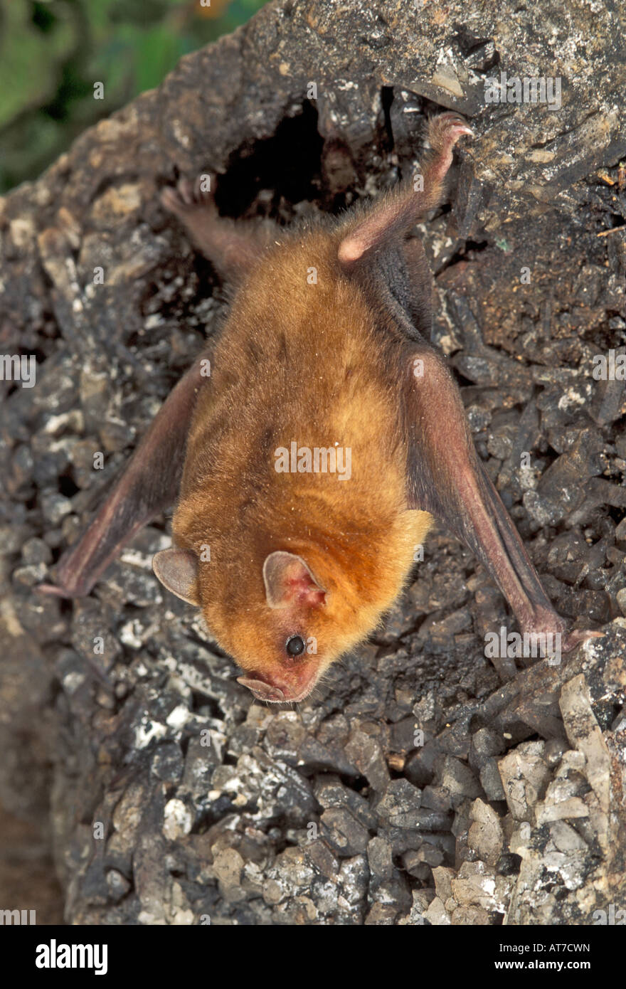 Lily's Yellow-shouldered Bat Sturnira lillium Alamos Sonora Mexico ...