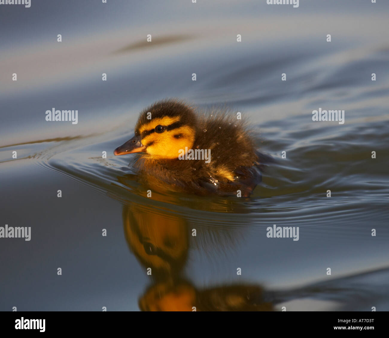 Baby duck hi-res stock photography and images - Alamy