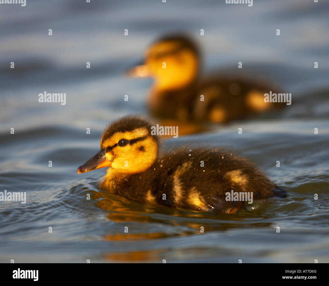 Baby duck reflection hi-res stock photography and images - Alamy