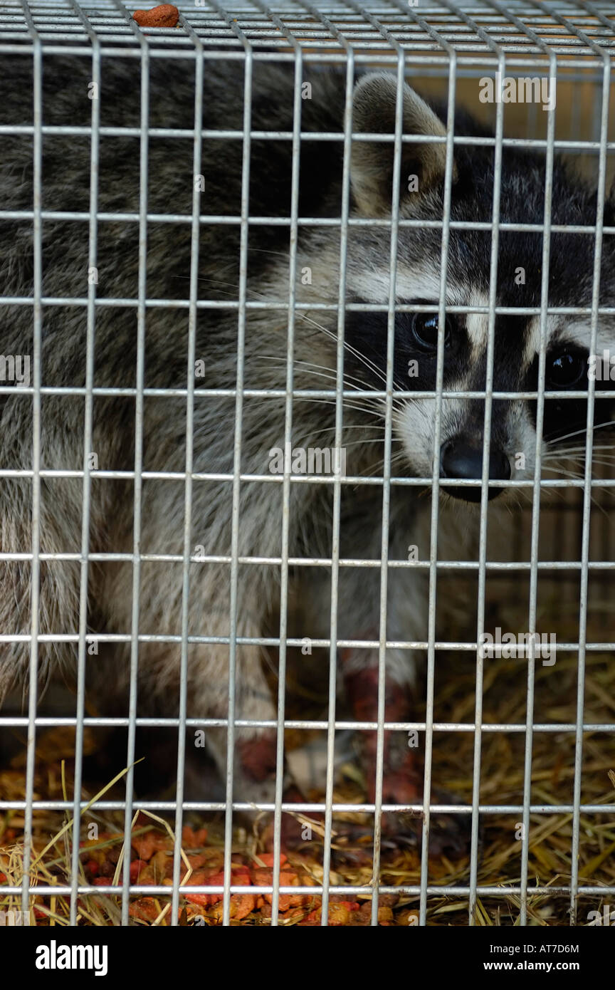 Raccoon in a catch and release live trap Stock Photo - Alamy