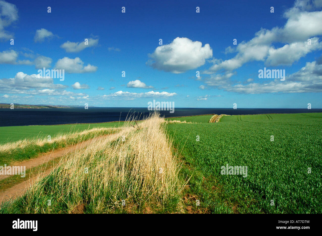 A farm dirt road surrounding by fields of young growing crop makes its ...