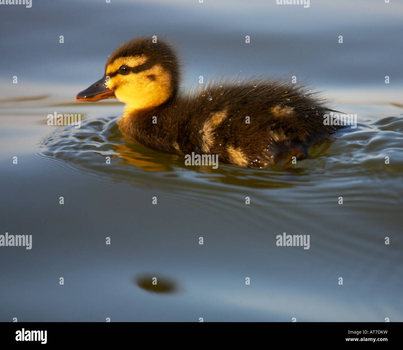 Baby duck hi-res stock photography and images - Alamy