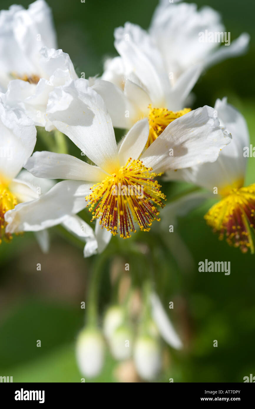 African hemp hi-res stock photography and images - Alamy