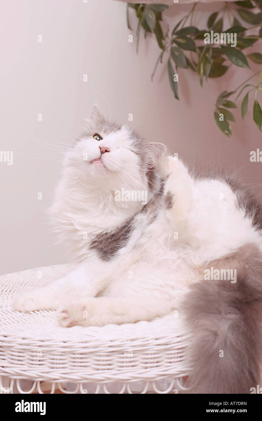 Cute fluffy gray and white domestic cat scratching Stock Photo - Alamy