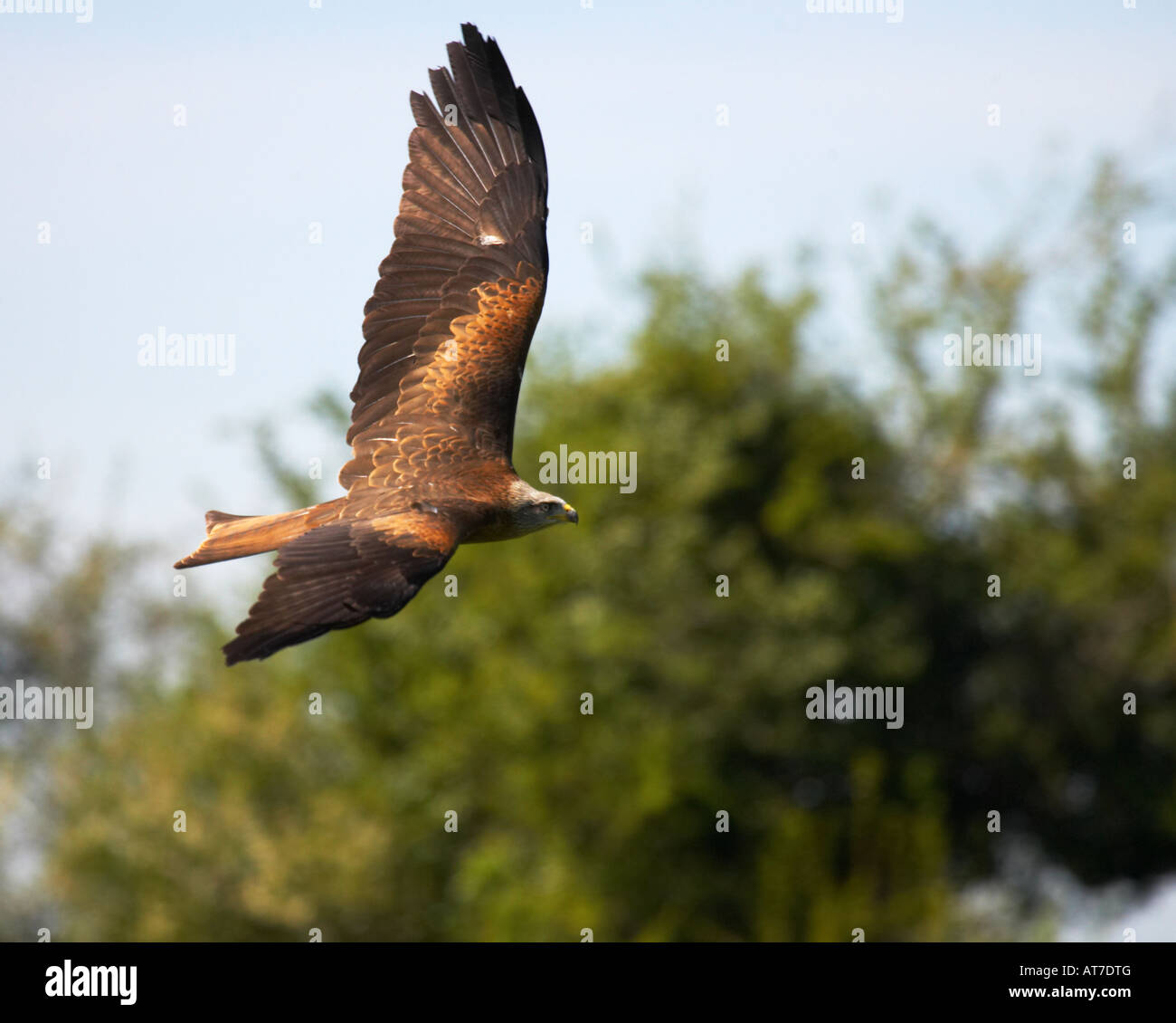 Kite in flight Stock Photo - Alamy