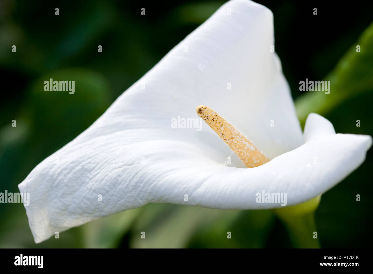 Cally lily, Vit Kalla (Zantedeschia aethiopica Stock Photo - Alamy