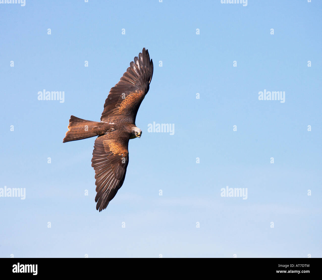 Kite in flight Stock Photo - Alamy