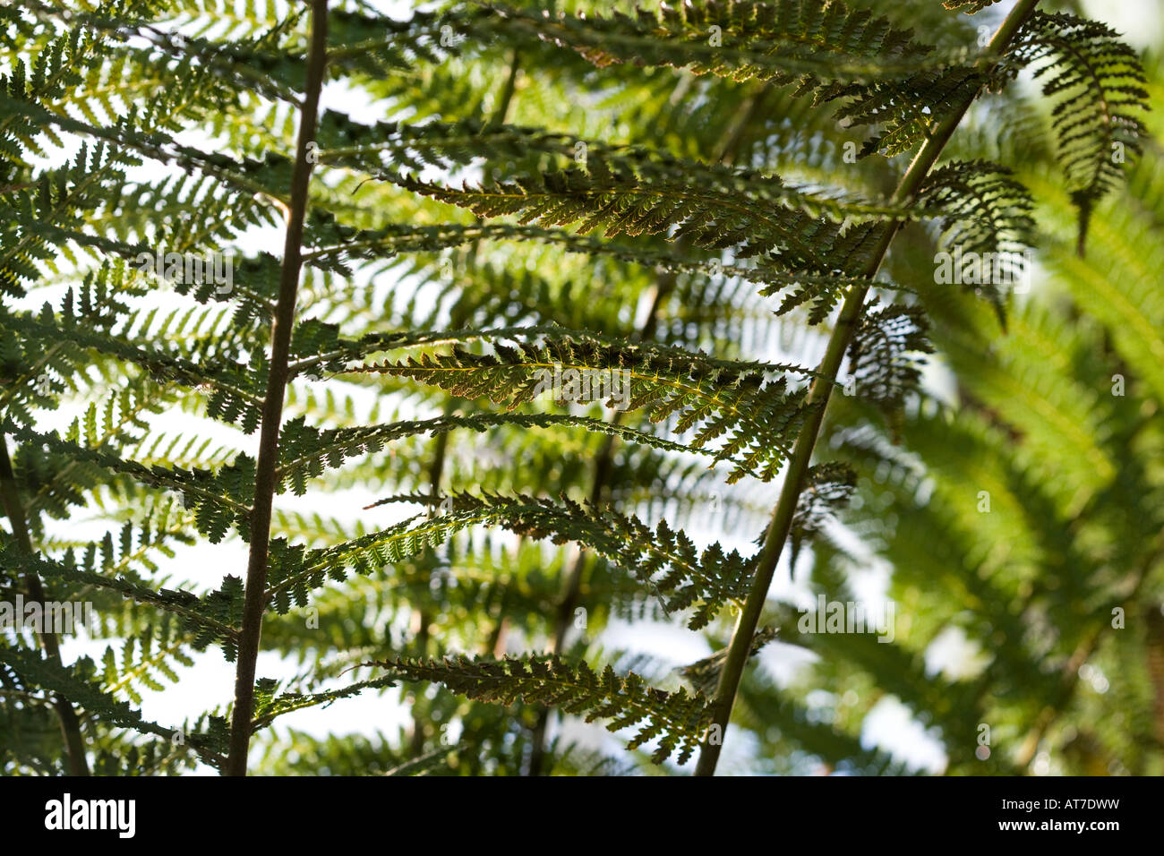 Backlit epiphytic fern leaves Stock Photo - Alamy