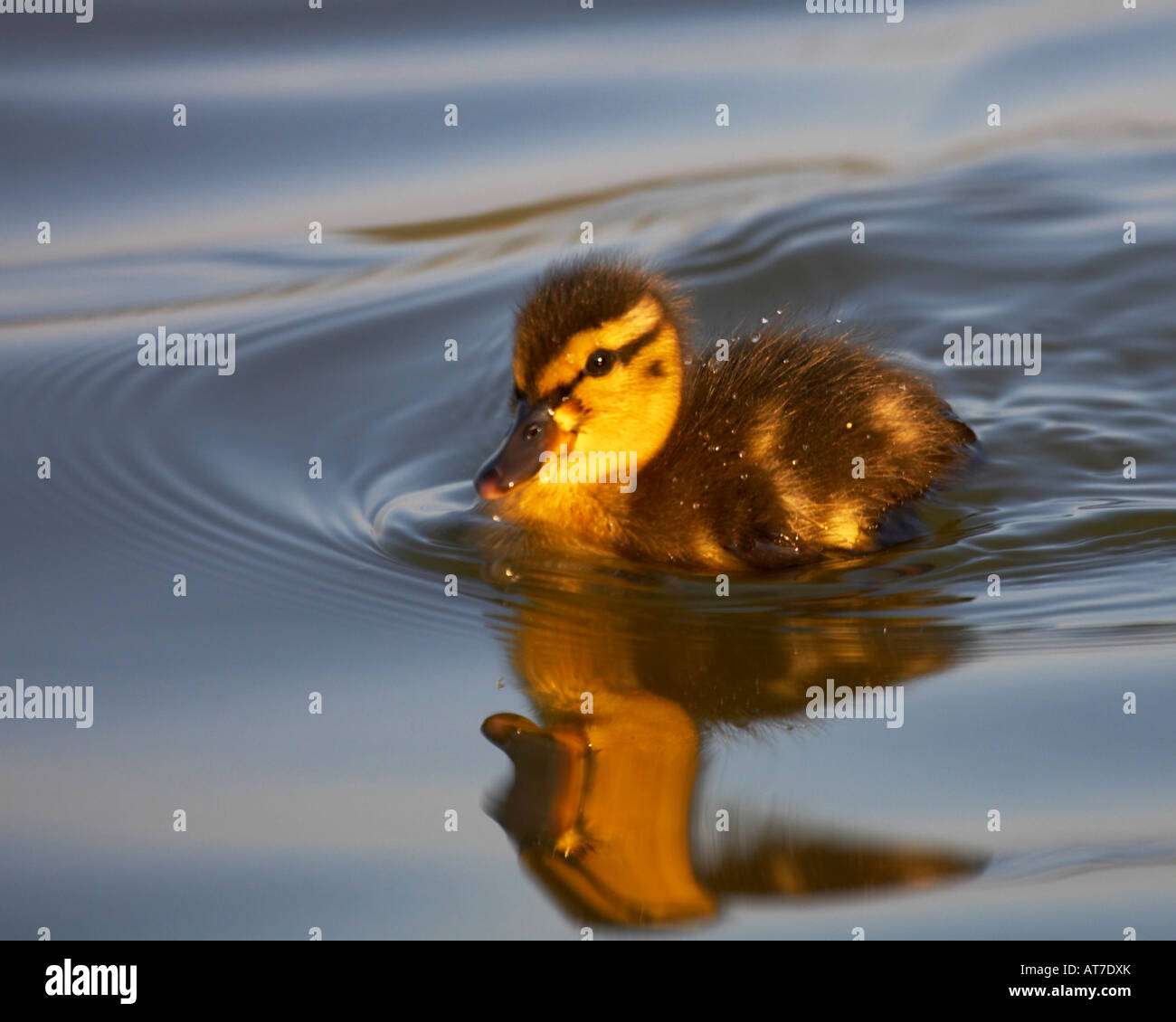 Baby duck hi-res stock photography and images - Alamy