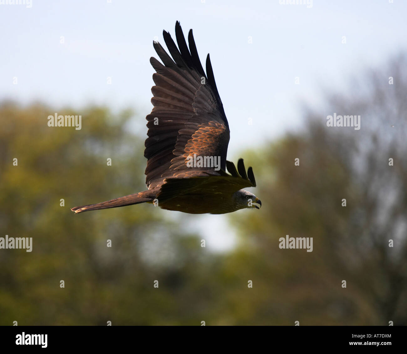 Captive black kite hi-res stock photography and images - Alamy